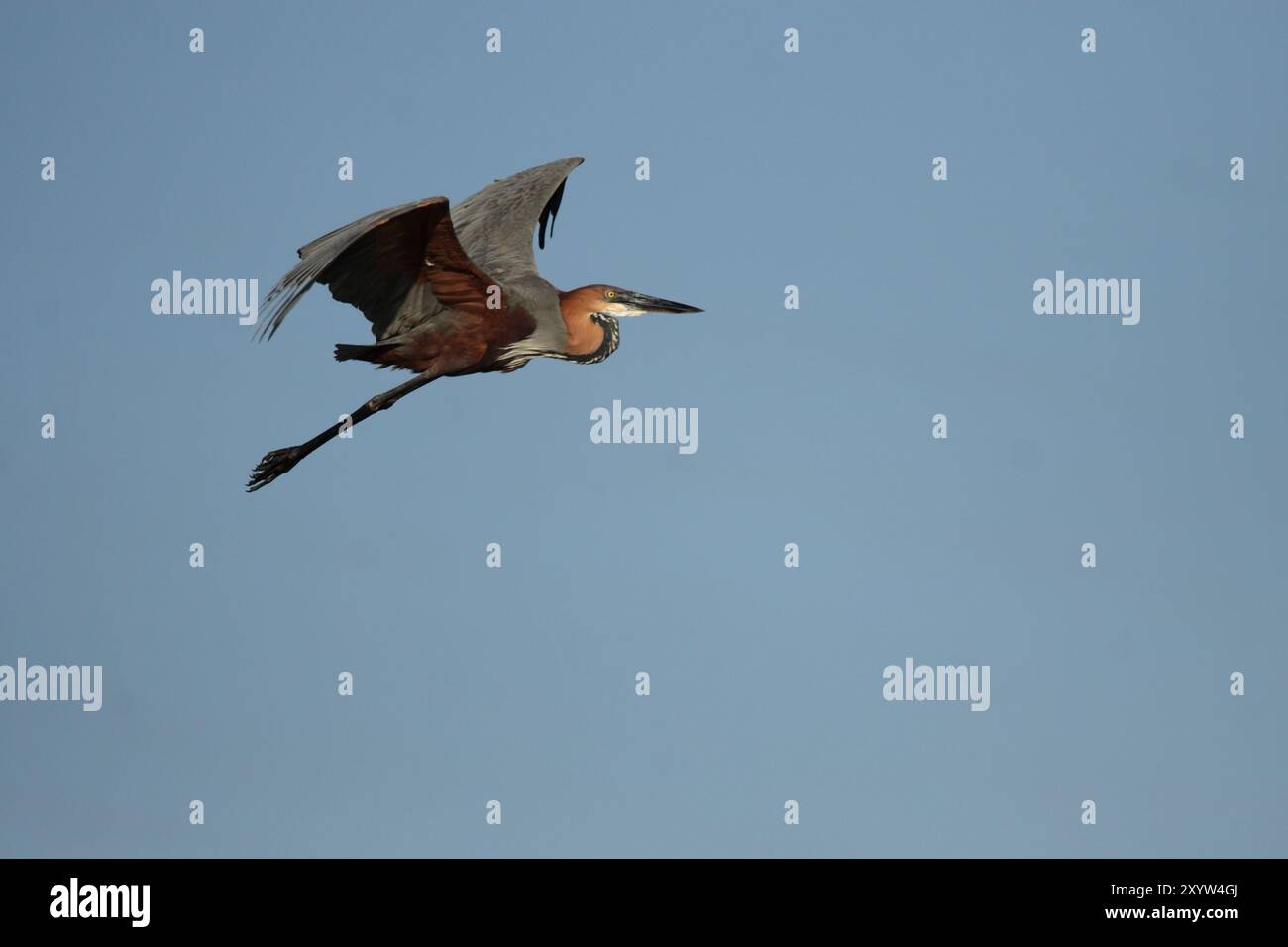 Goliath Heron (Ardea goliath) in flight over the Okavango Delta ...