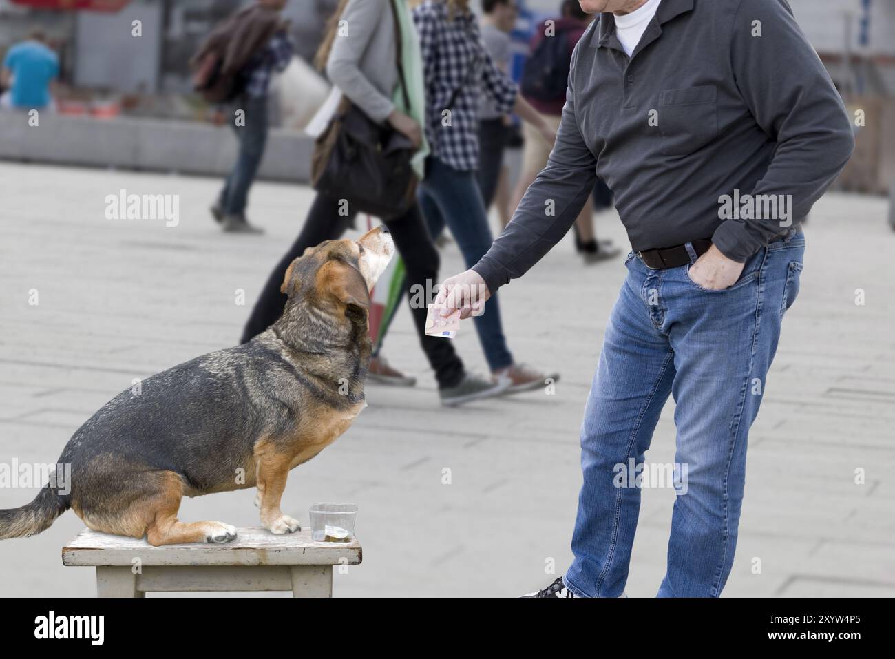 Dog with donation box Stock Photo - Alamy