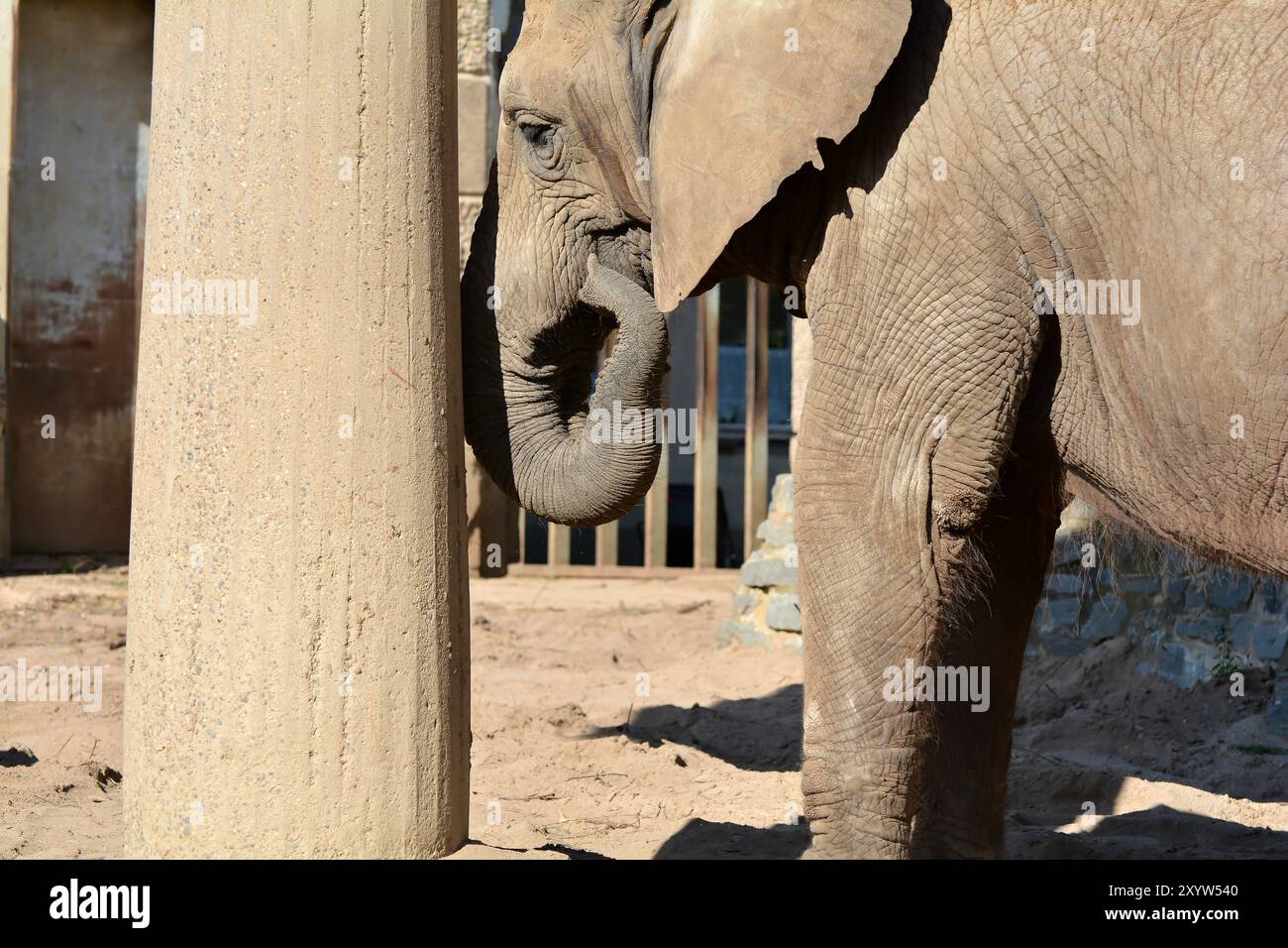 African elephant at Magdeburg Zoo Stock Photo - Alamy