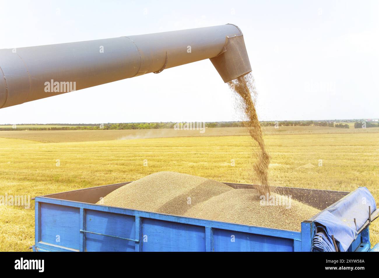 Combine harvester in action on the wheat field, unloading grains in the ...