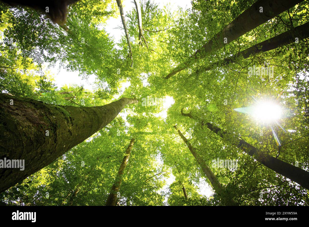 Awesome bottom view trees sun hi-res stock photography and images - Alamy