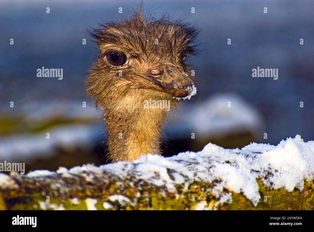 Ostrich looks over a tree trunk Stock Photo - Alamy