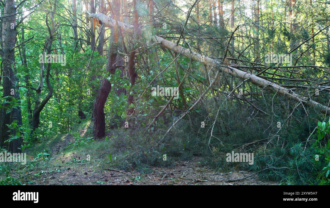A fallen pine tree in the forest, the sun shines through the trees ...