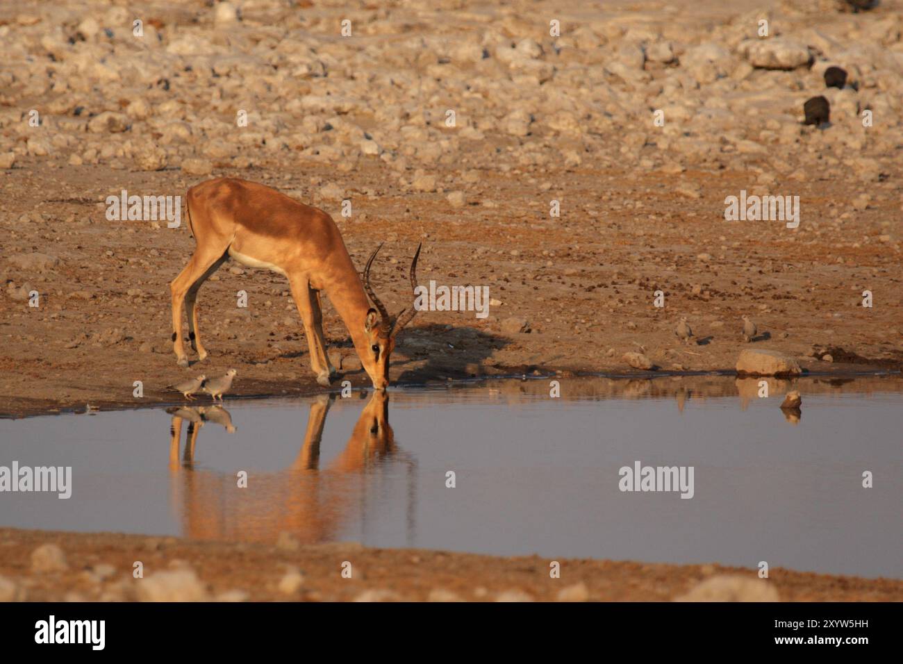 Black-faced Impala drinking at the waterhole in the Etosha National ...