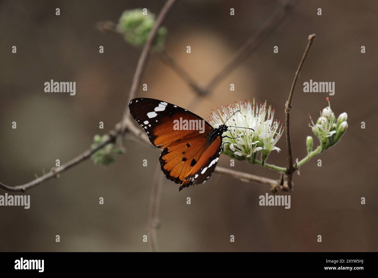 African Monarch (Danaus chrysippus) on a flower in the Okavango Delta ...