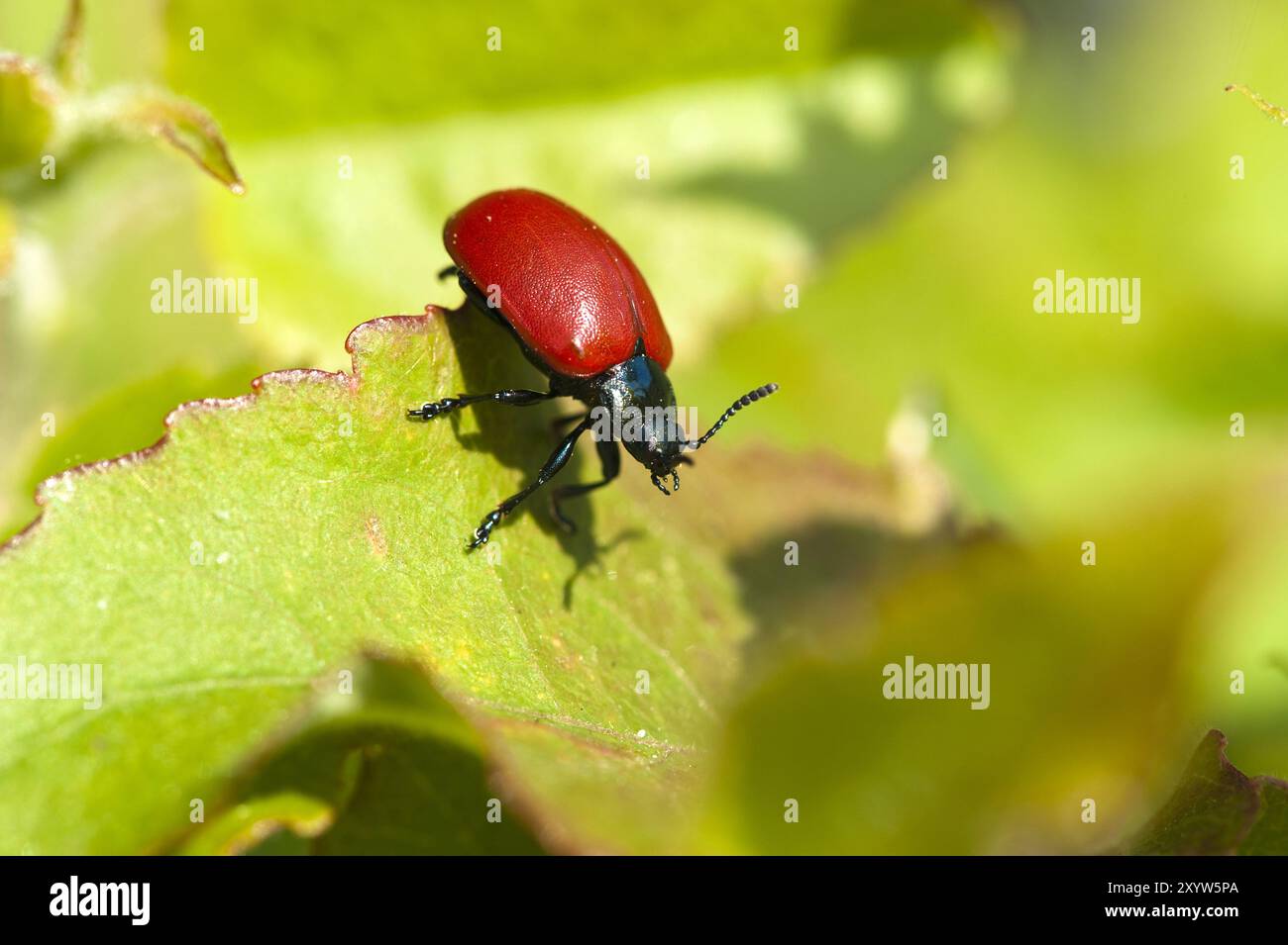 Ladybug without spots hi-res stock photography and images - Alamy