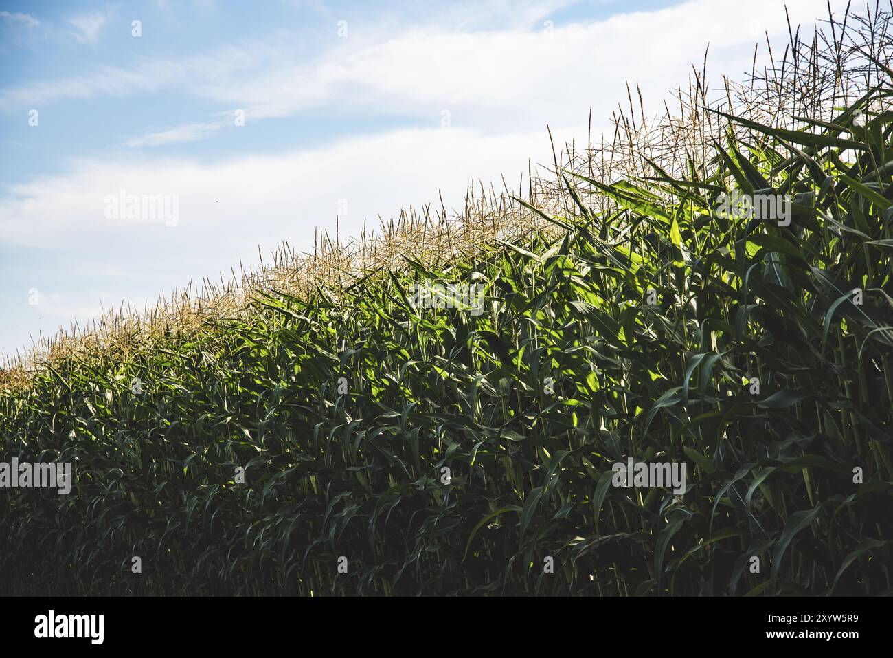 Closeup of a young maize plant in summer. Corn field background Stock ...