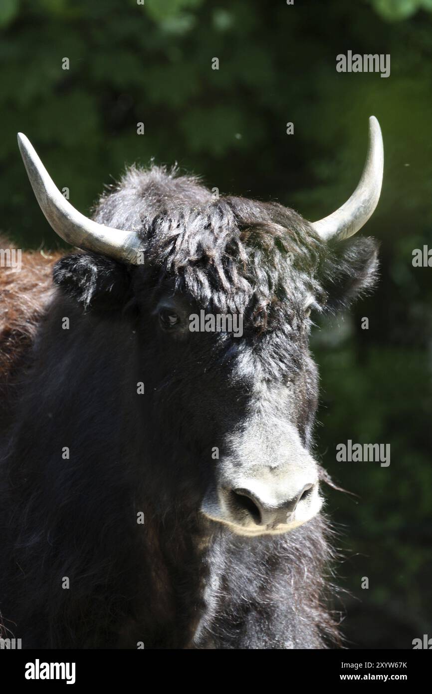 Pack of yaks hi-res stock photography and images - Alamy