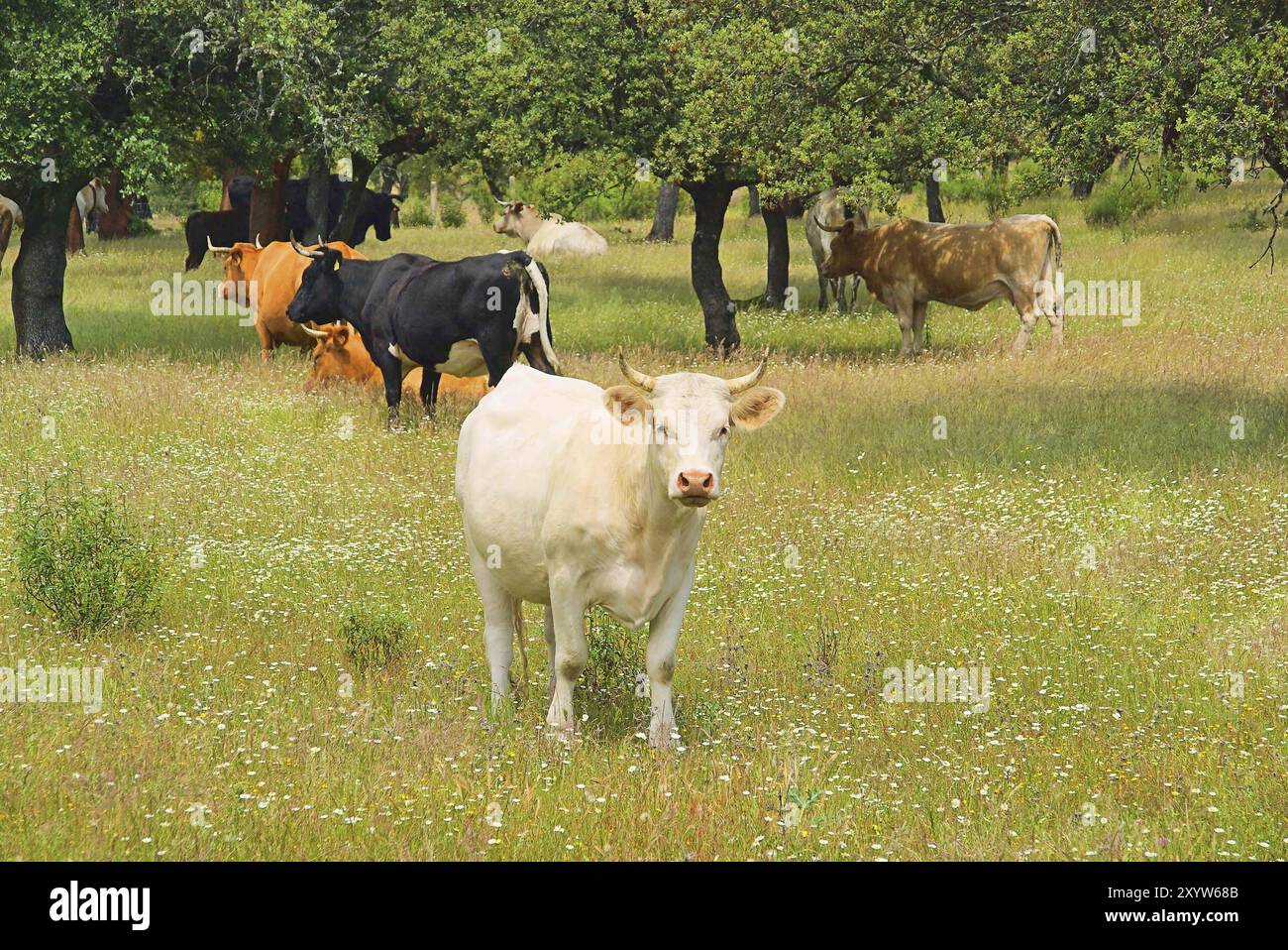 Beef, cow 52 Stock Photo - Alamy