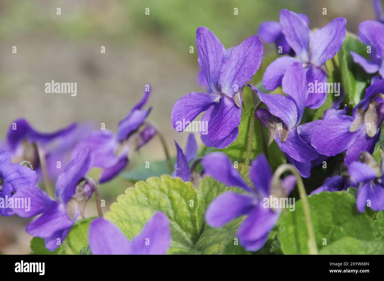 Viola odorata scent scented hi-res stock photography and images - Alamy