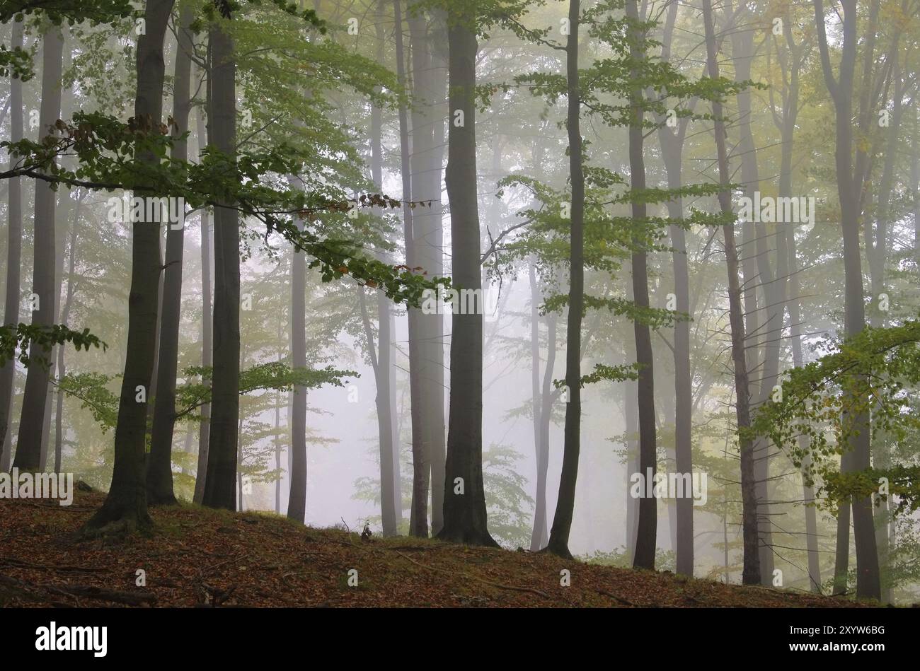 Beech at 11 hi-res stock photography and images - Alamy