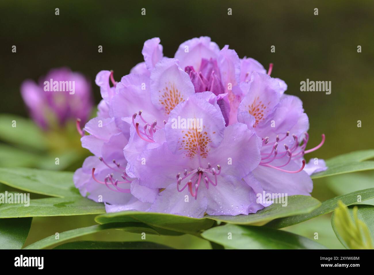 Umbellate inflorescence of a rhododendron. Umbels grapey inflorescence ...