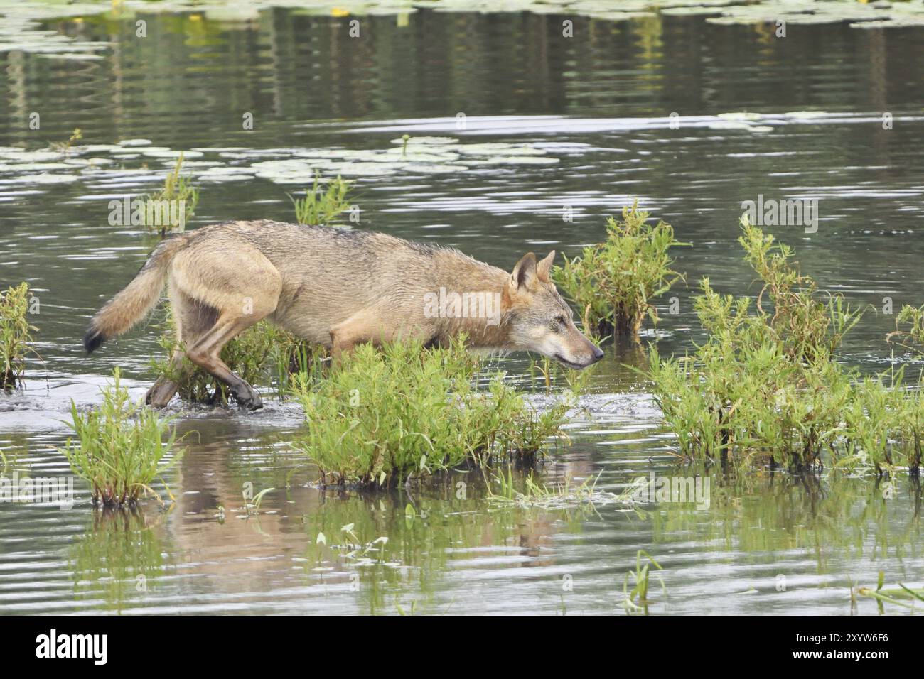 Gray wolves hunting deer hi-res stock photography and images - Alamy