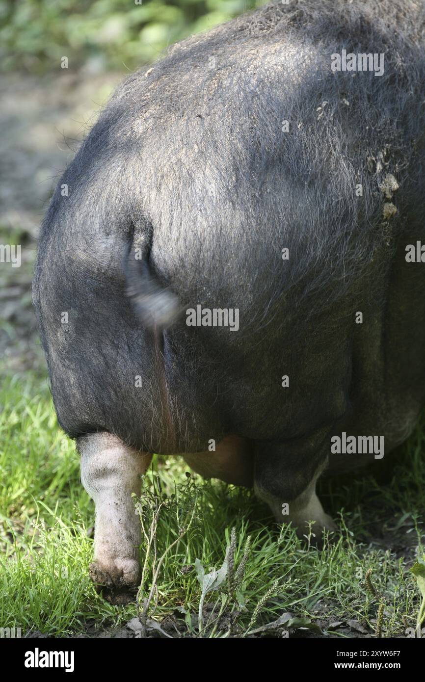 These pigs are mainly kept as pets in Vietnam Stock Photo - Alamy