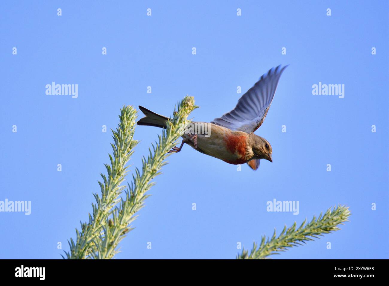 Common linnet during takeoff. Male common linnet during takeoff Stock ...