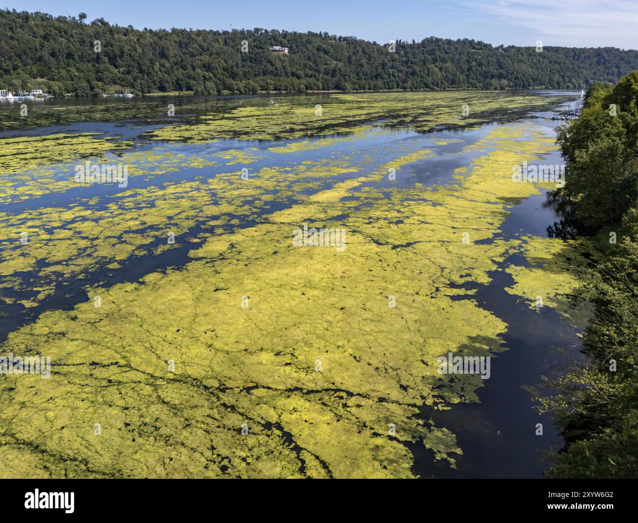 Waterweed, Elodea, an invasive species, green carpet of plants on Lake ...