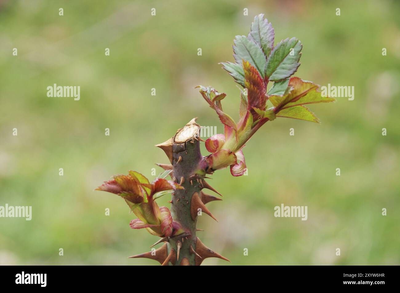 Rose new budding, rose new budding 01 Stock Photo - Alamy