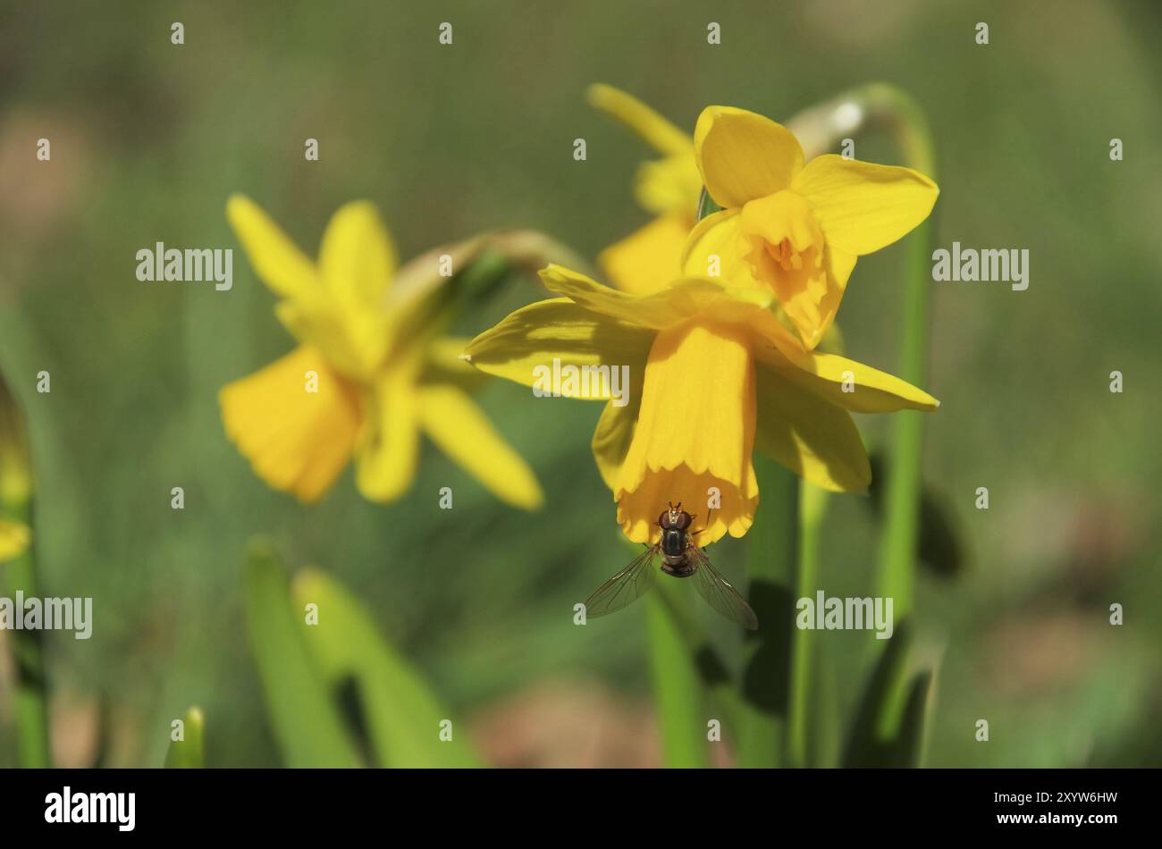 Easter bell, daffodil 23 Stock Photo - Alamy