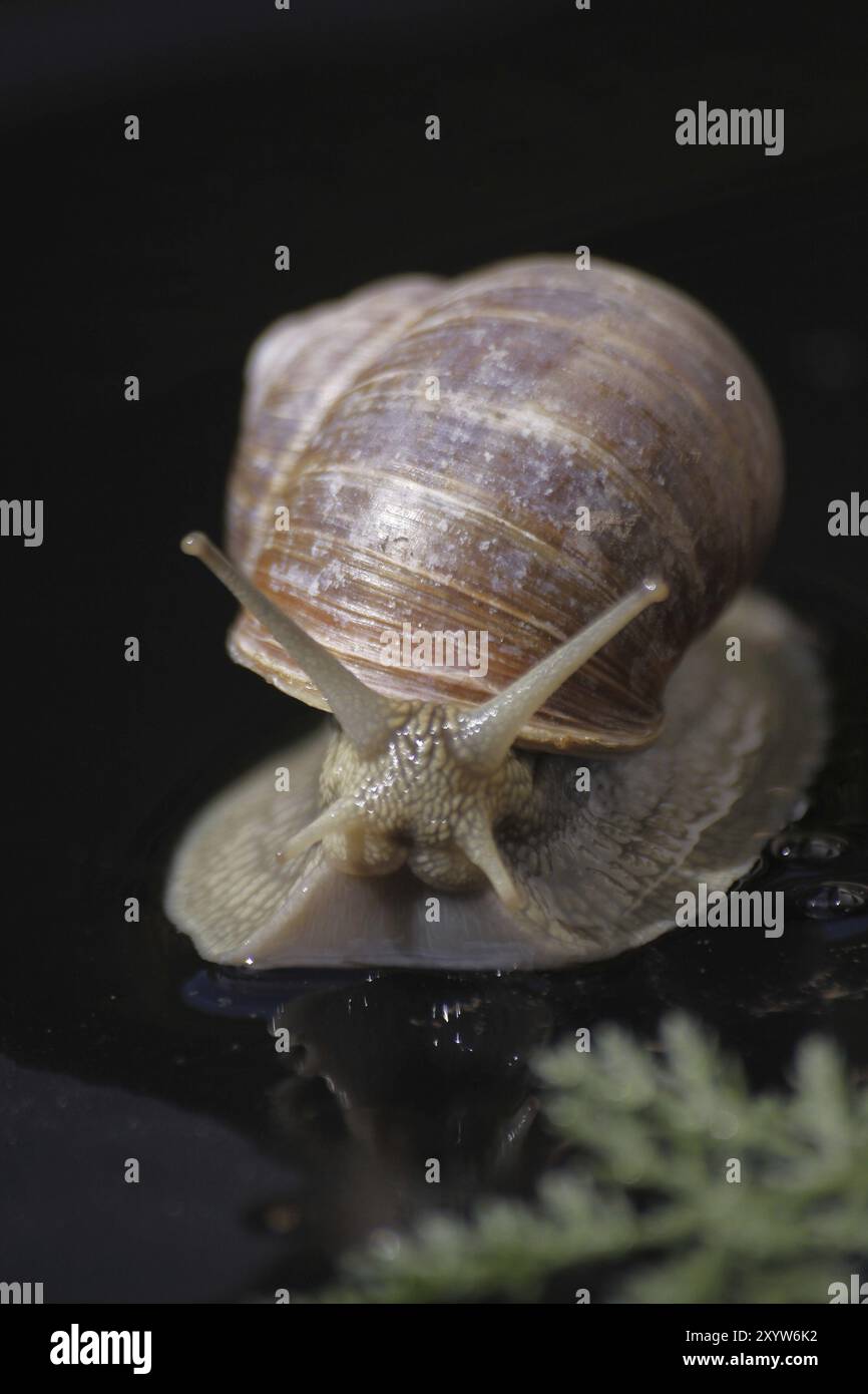 Snails casing hi-res stock photography and images - Alamy