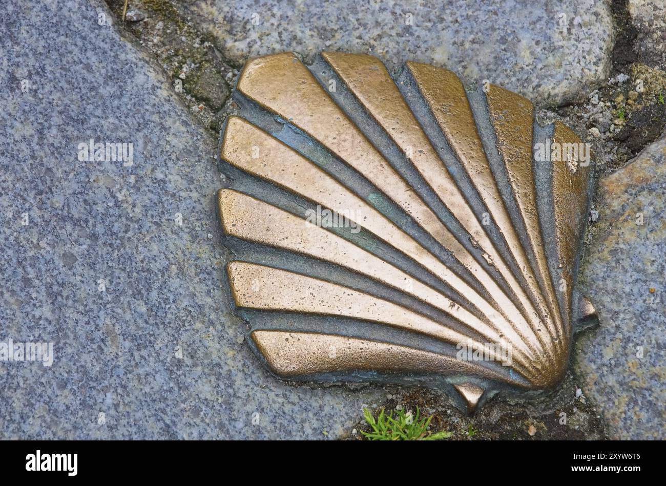 Pilgrim shell, St James shell 09 Stock Photo - Alamy