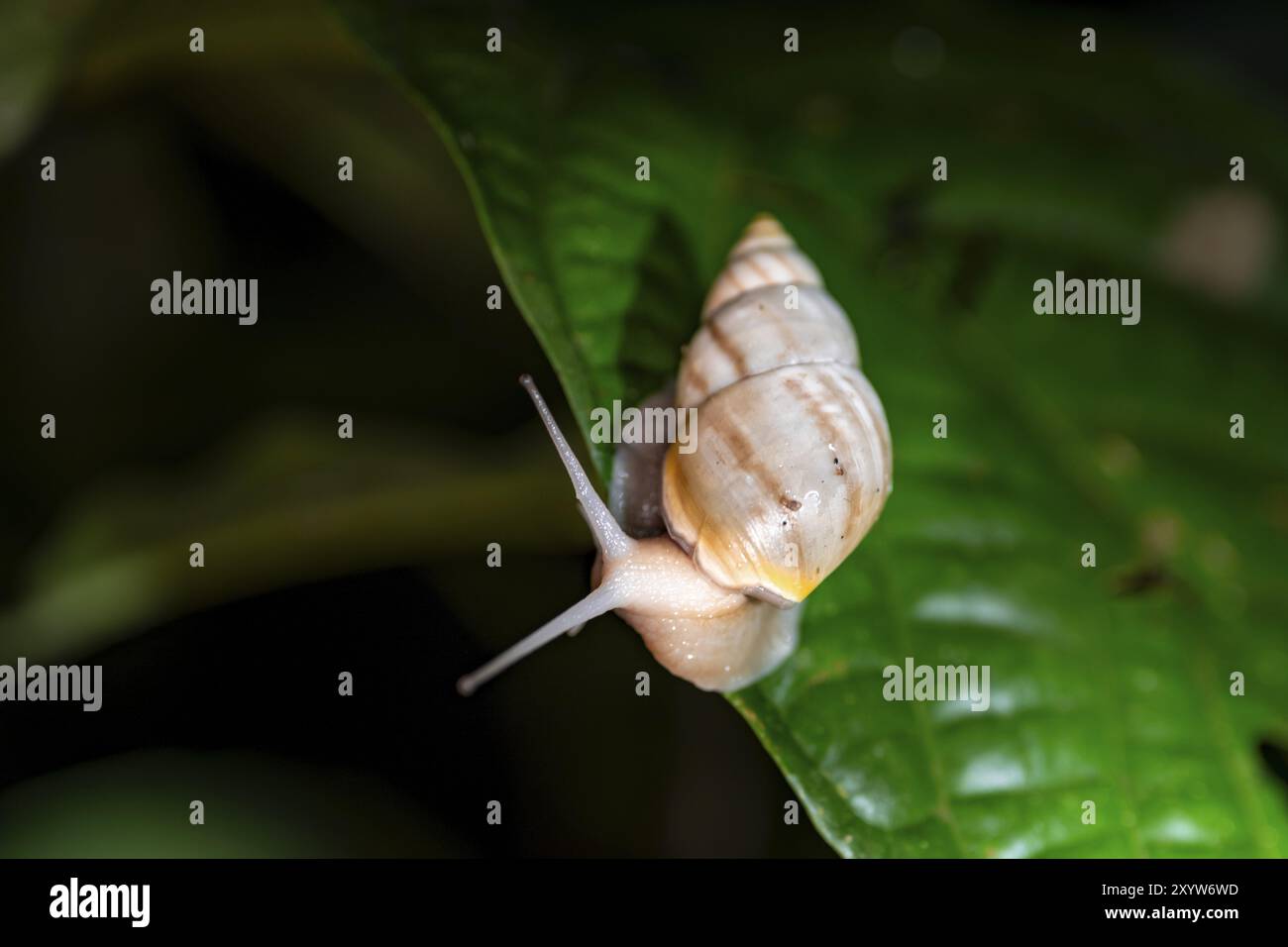 Snail with snail shell (Gastropoda) on a leaf at night in the tropical ...