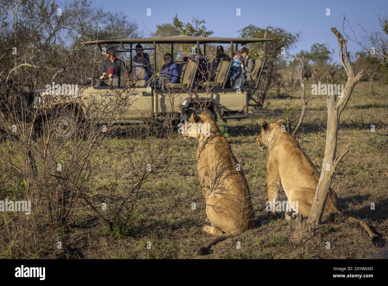 Female lionesses (Panthera leo) watching buffalo herd, safari car with ...