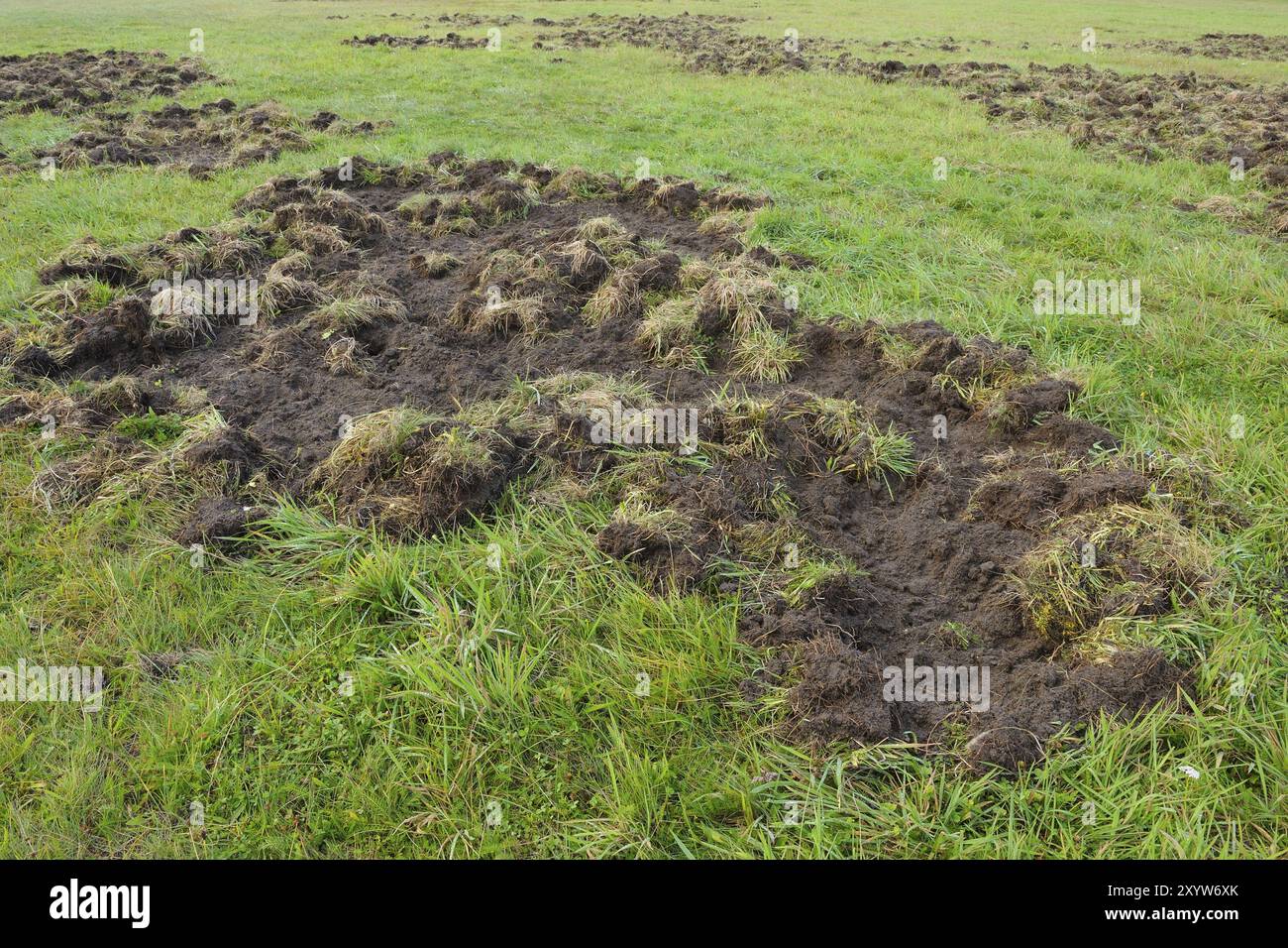 Game damage caused by wild boars in a meadow, Lusatia, Game damage by ...