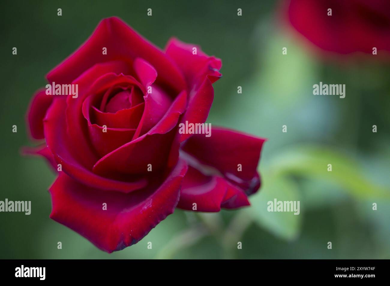 Close-up of an intense red rose Stock Photo - Alamy
