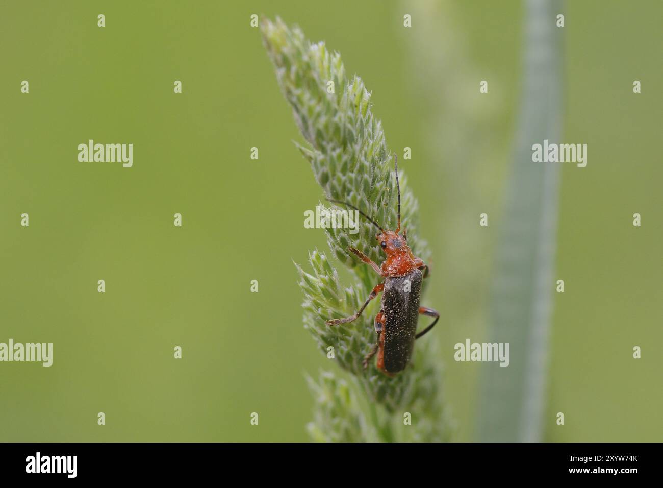 Cantharis fusca is a species of soldier beetle. Gemeiner Weichkaefer ...