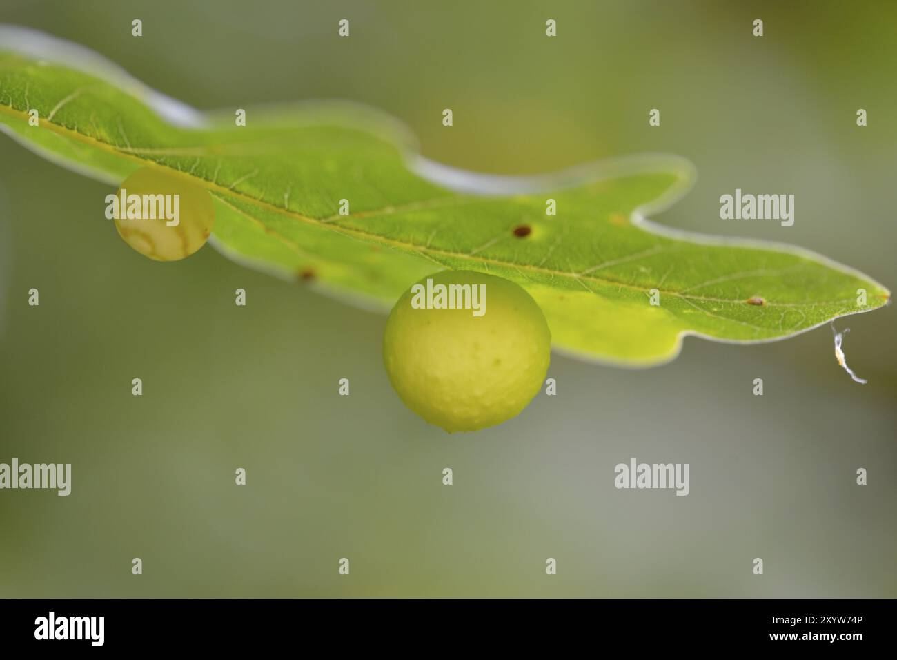 Big oak apple on leaf (common oak gall wasp), common oak gall wasp ...