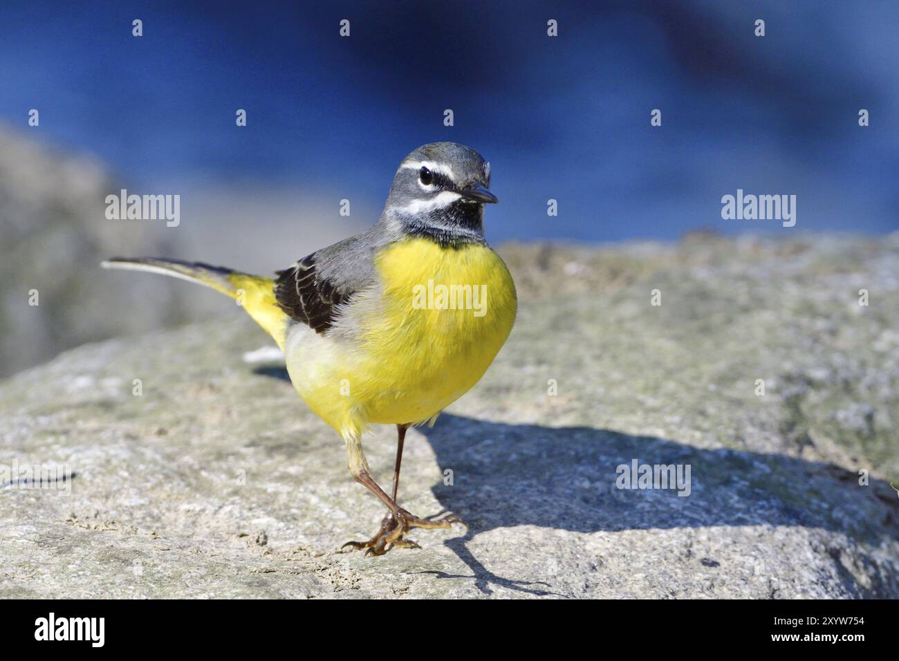 Grey wagtail foraging hi-res stock photography and images - Alamy