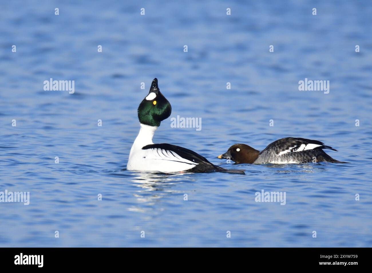 Common goldeneye during Courtship display. Common goldeneye during ...