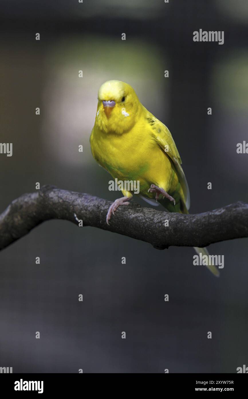 Yellow budgerigar on a branch Stock Photo - Alamy