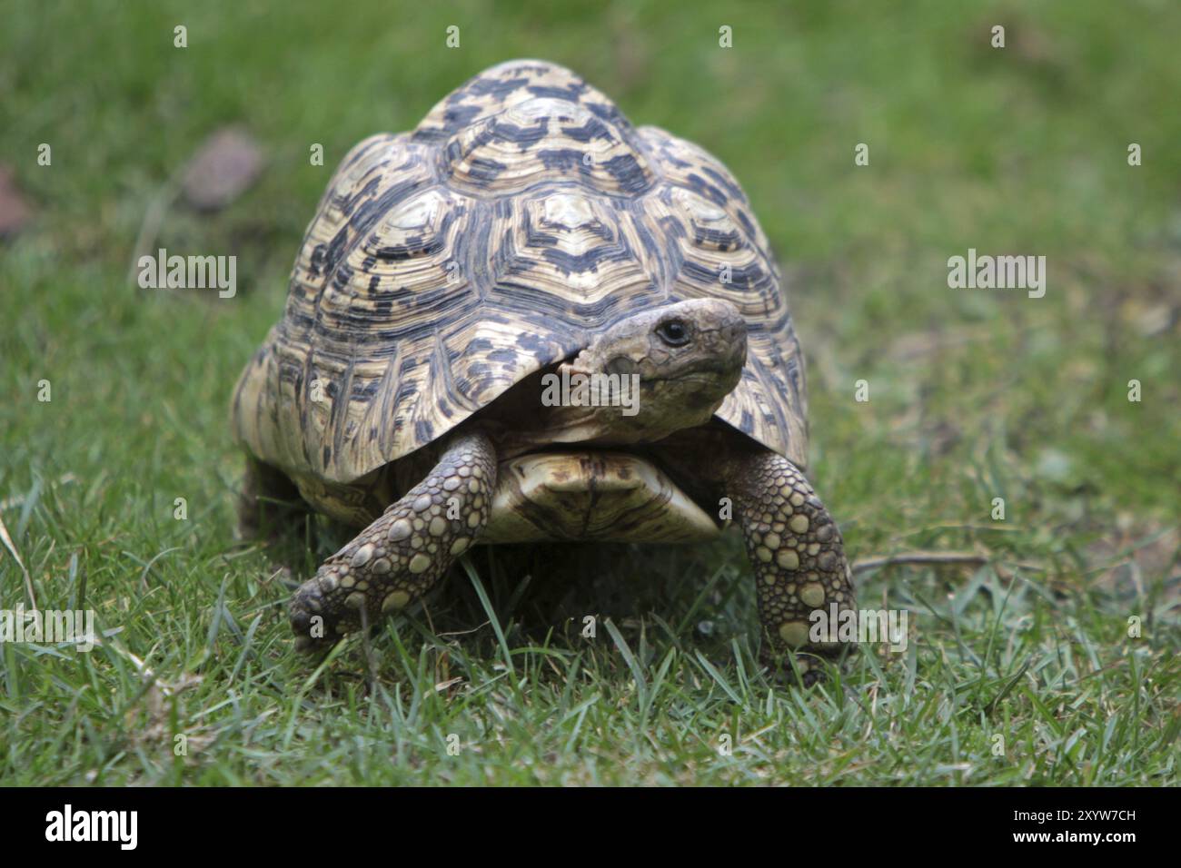 Panther turtle hi-res stock photography and images - Alamy
