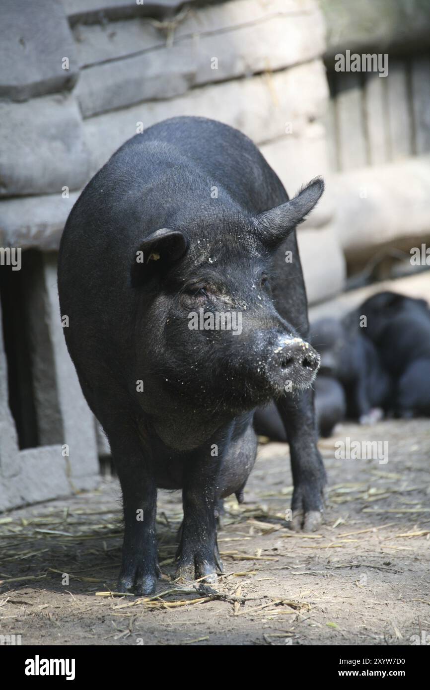 South asia cattle breeds hi-res stock photography and images - Alamy