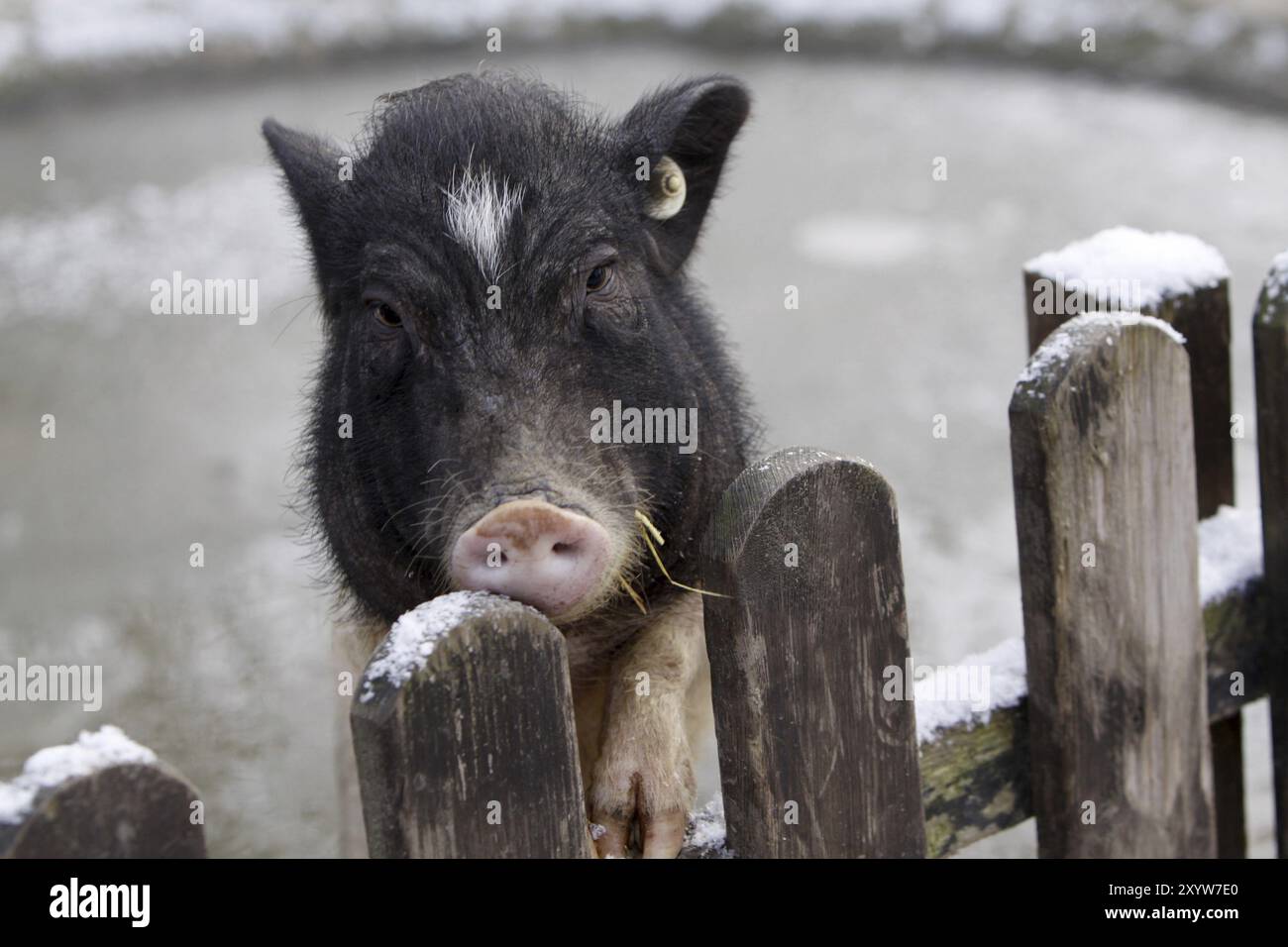 Mini pigs behind a fence Stock Photo - Alamy