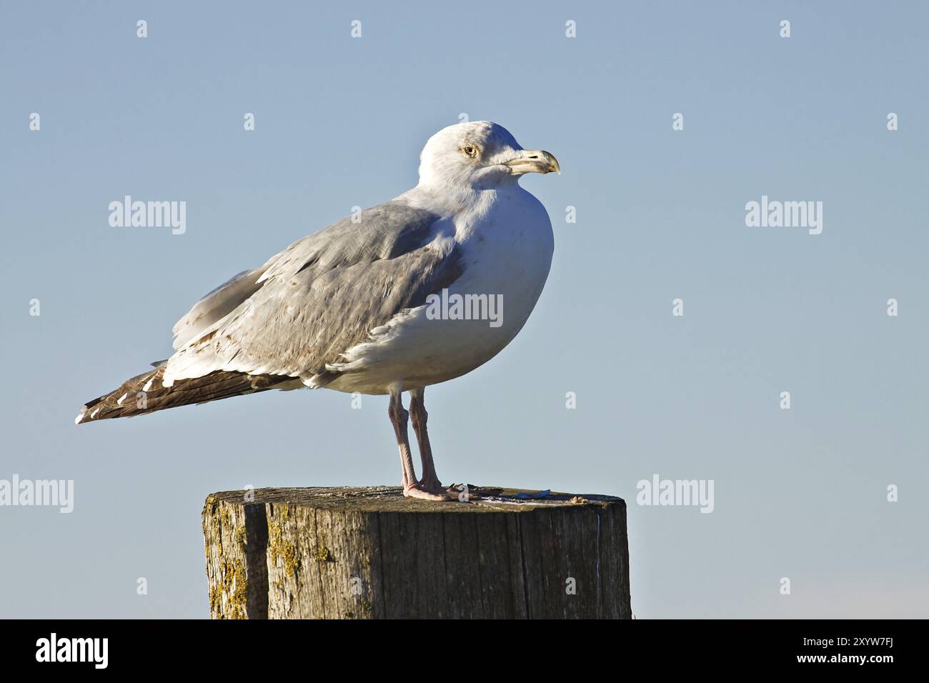 Protecting seagulls hi-res stock photography and images - Alamy