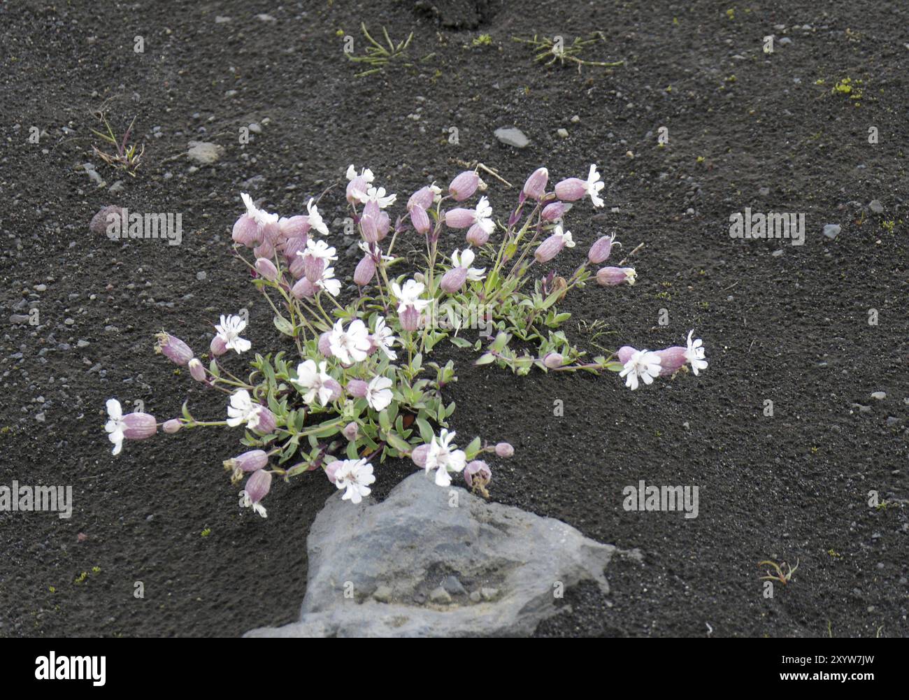 Silene uniflora flowering in lava sand in Iceland Stock Photo - Alamy