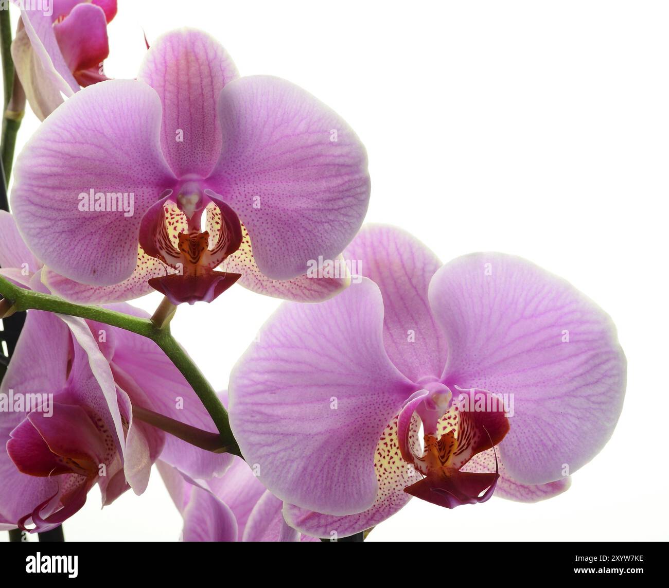 Orchis phalaenopsis hi-res stock photography and images - Alamy
