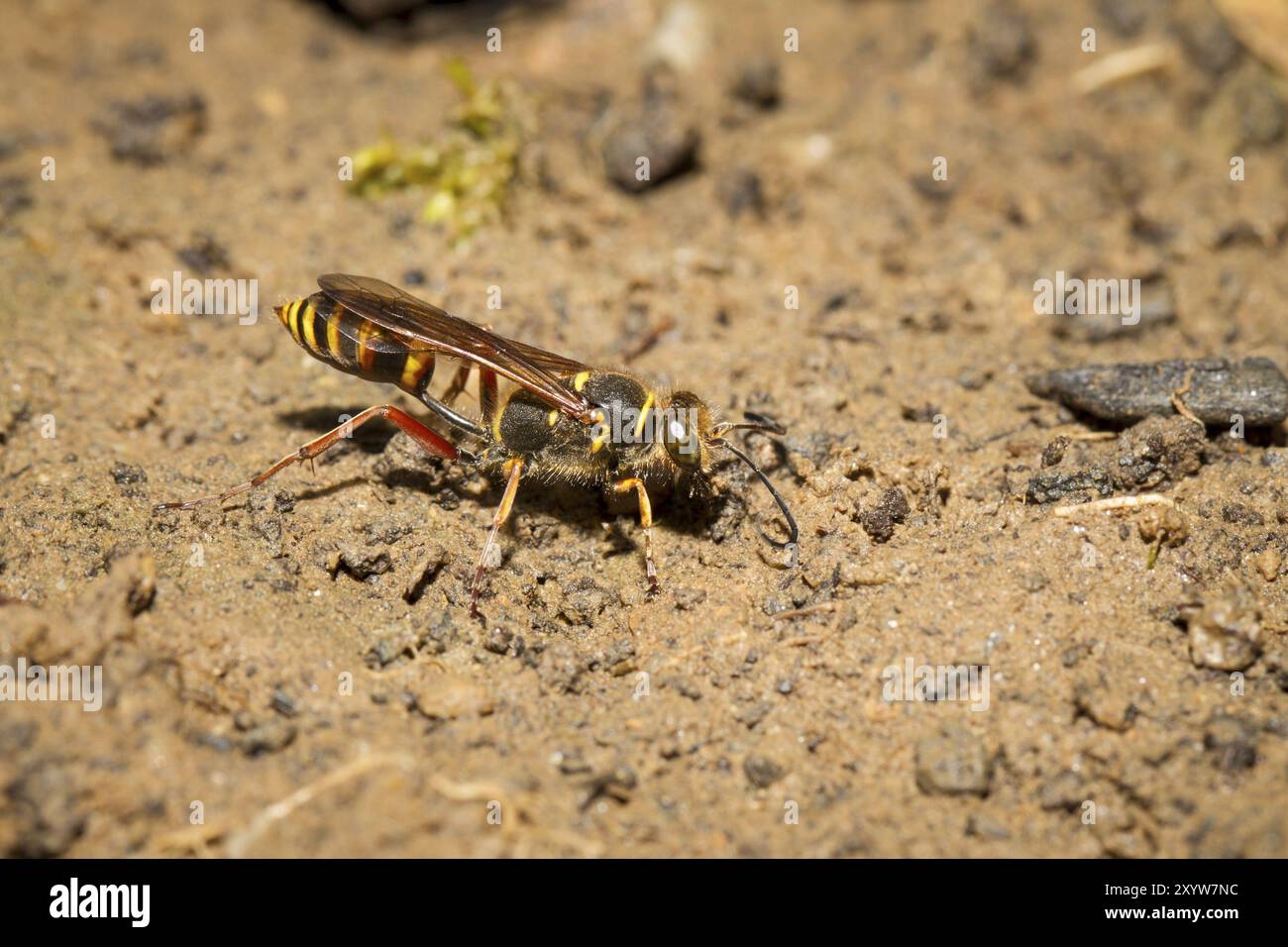 Sceliphron curvatum hi-res stock photography and images - Alamy