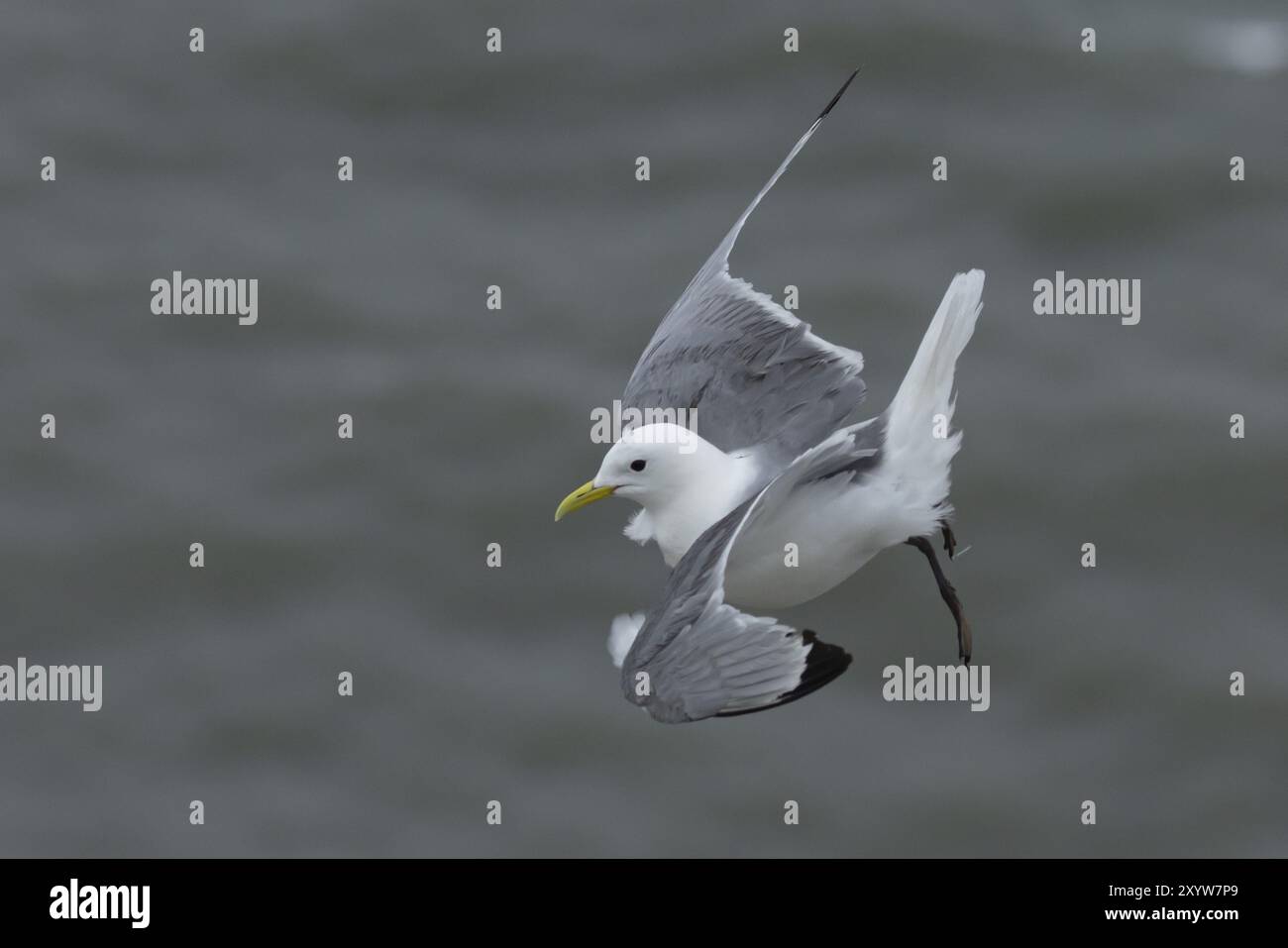 Kittiwake (Rissa tridactyla) adult bird in flight over the sea in the ...