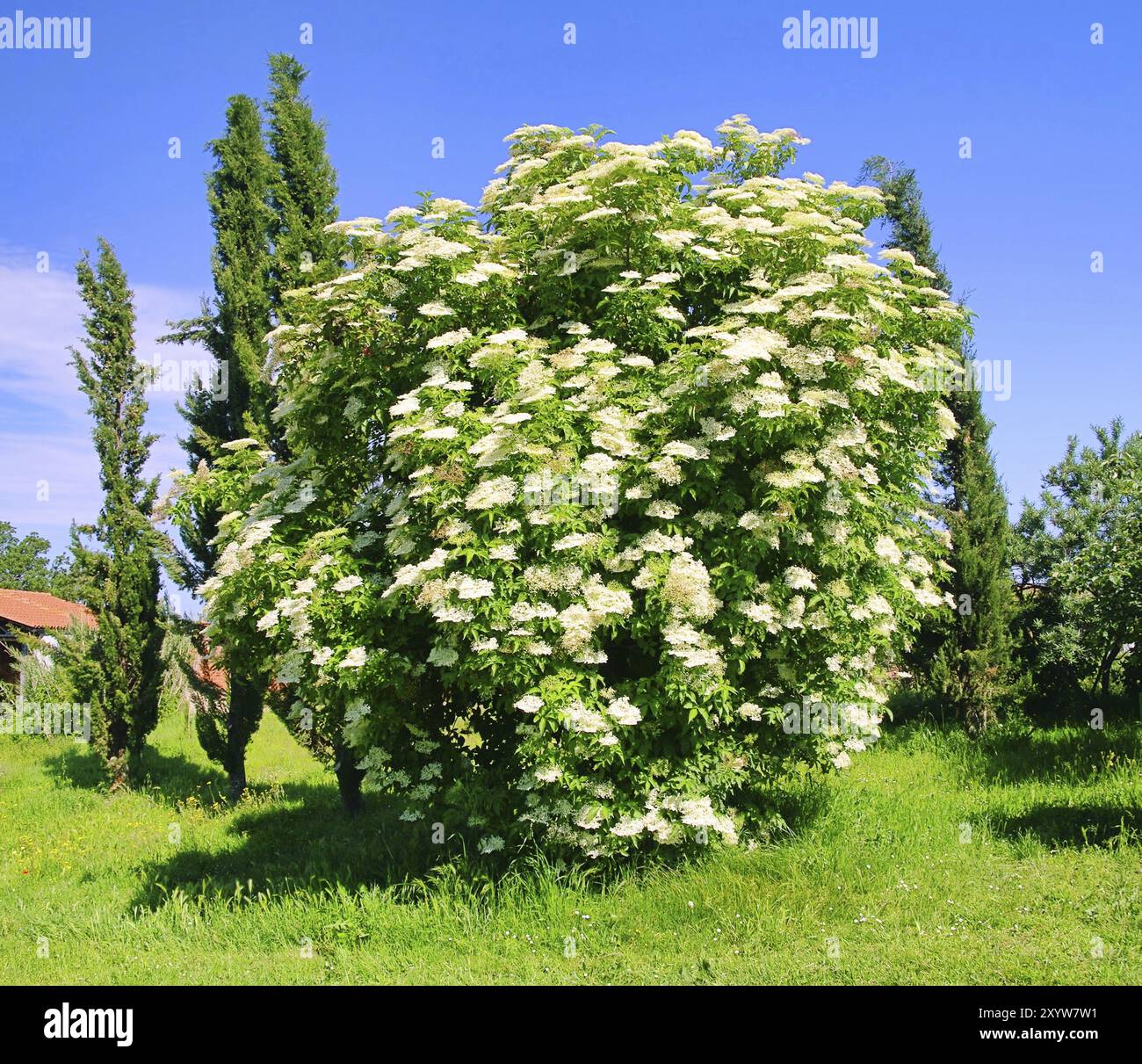 Branches flowering elder in hi-res stock photography and images - Alamy