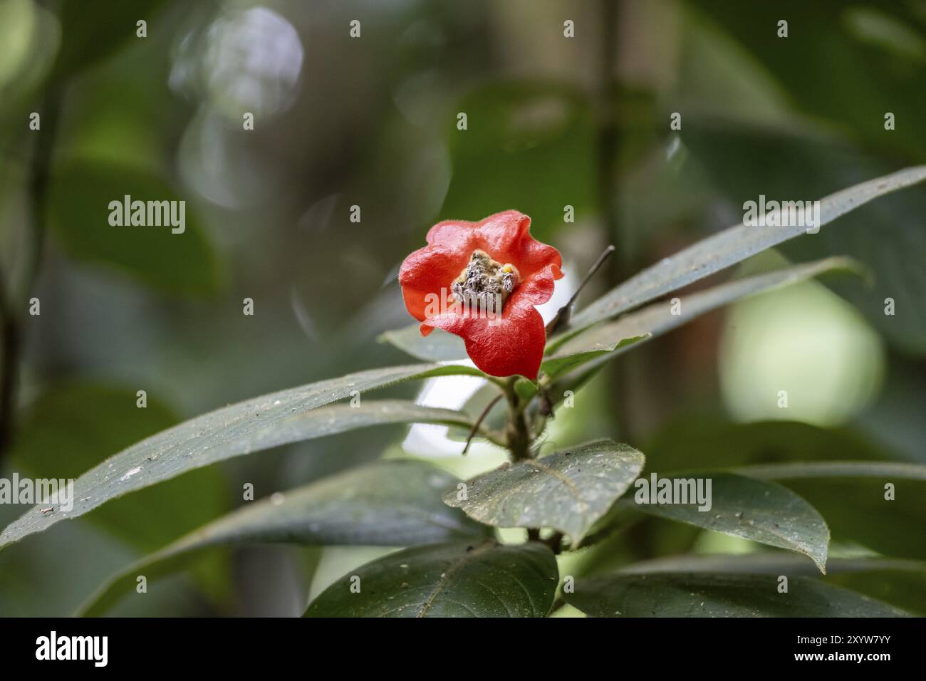 Kissing mouth plant (Palicourea elata), formerly (Psychotria elata ...
