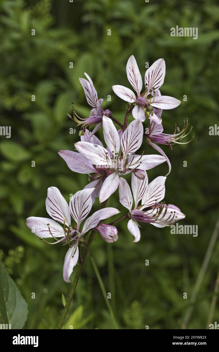 Dictamnus albus gas plant hi-res stock photography and images - Alamy
