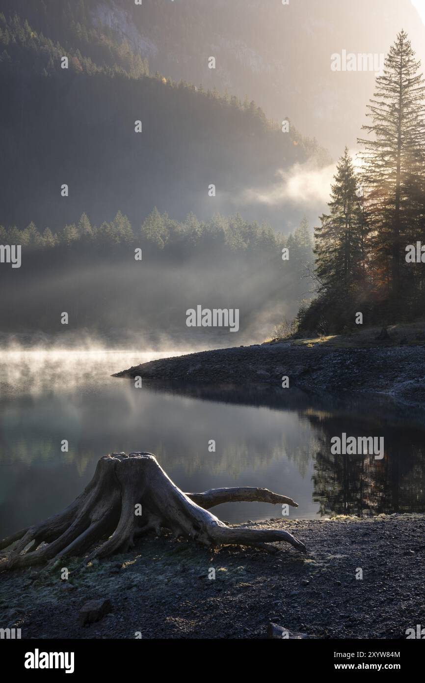 The Vordere Gosausee in autumn. A tree stump in the foreground. Fog ...