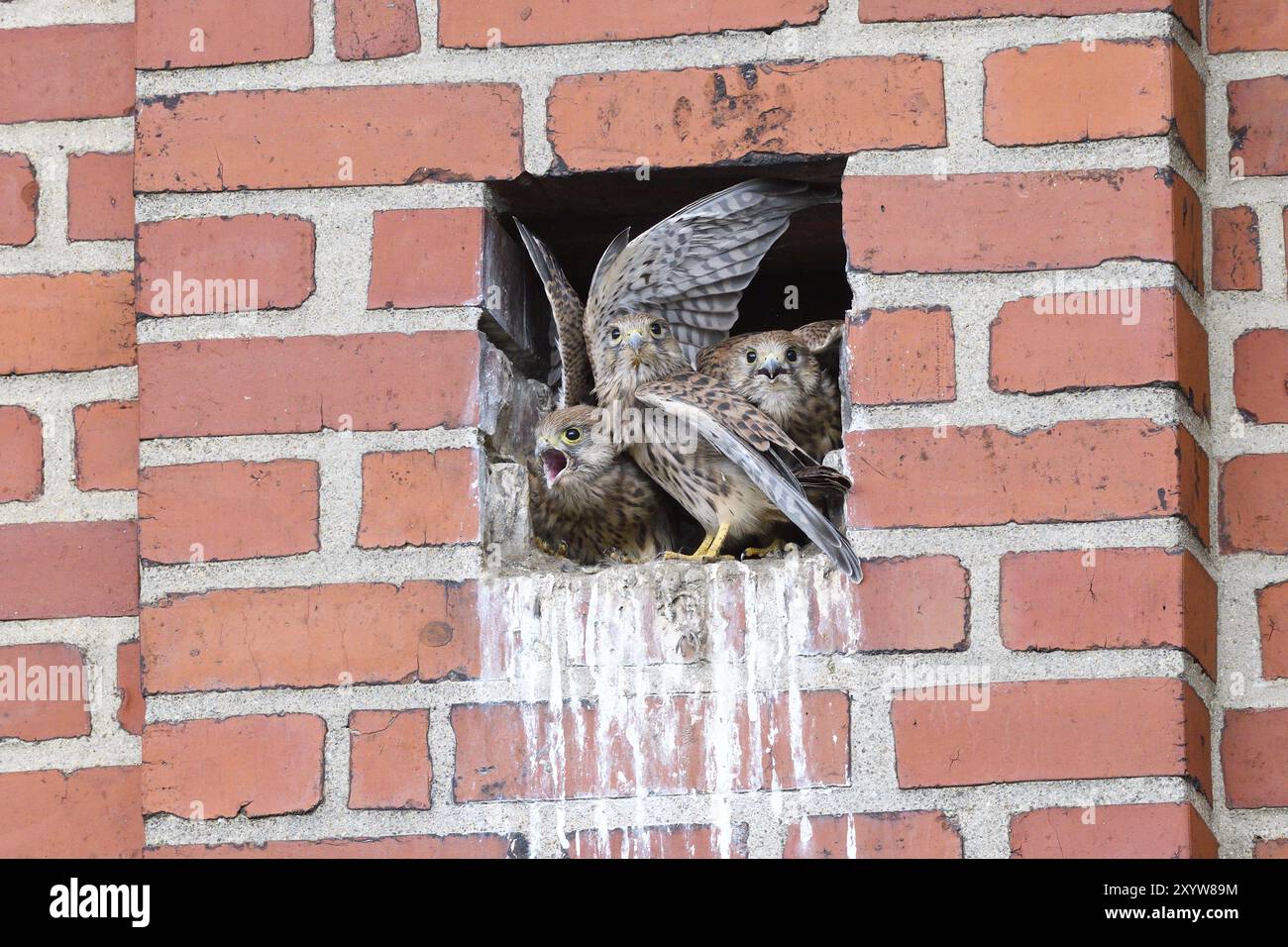 Common kestrel first flight attempt. Young kestrels making their first ...