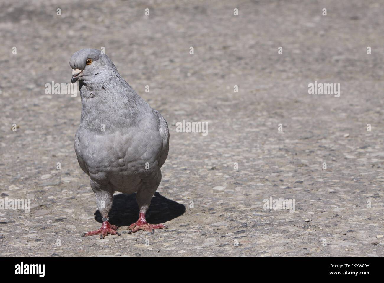 Modena pigeons hi-res stock photography and images - Alamy