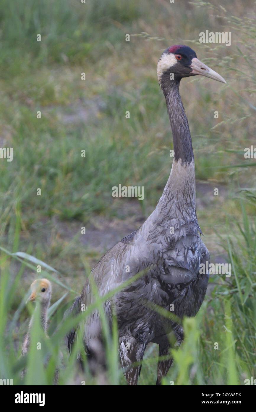 Common Crane family in a meadow Stock Photo - Alamy