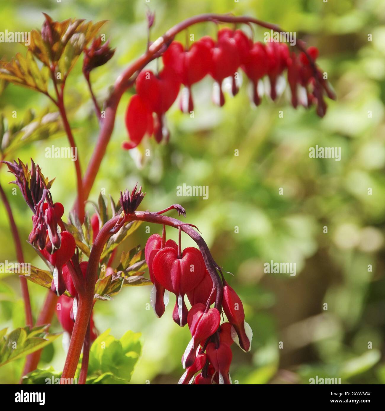Watering heart, bleeding heart 07 Stock Photo - Alamy