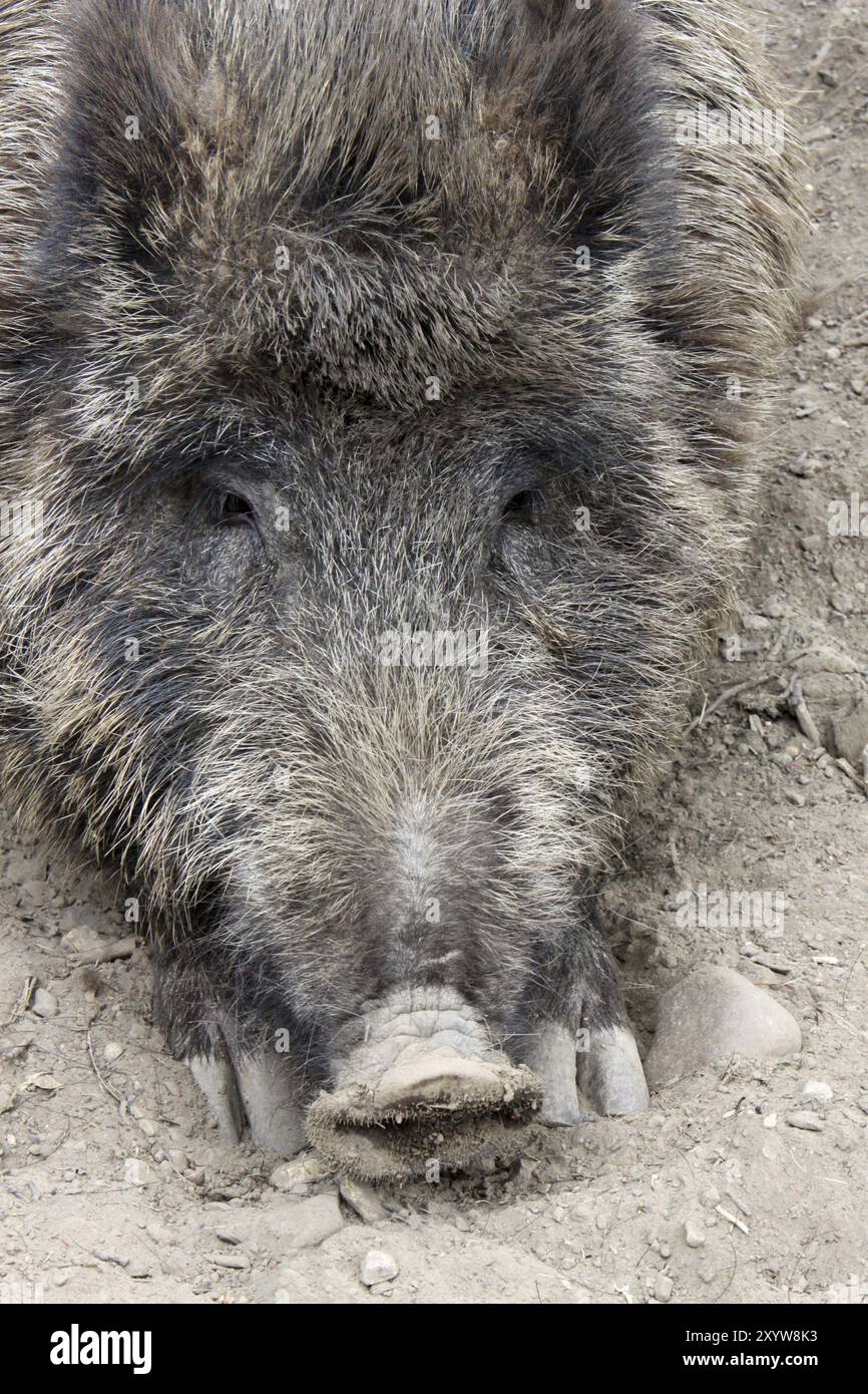 Wild boar sleeping in forest hi-res stock photography and images - Alamy